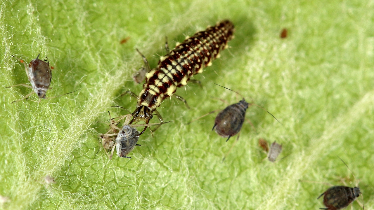 IPSAD Wybrane testy i doświadczenia z sezonu 2016. - YouTube