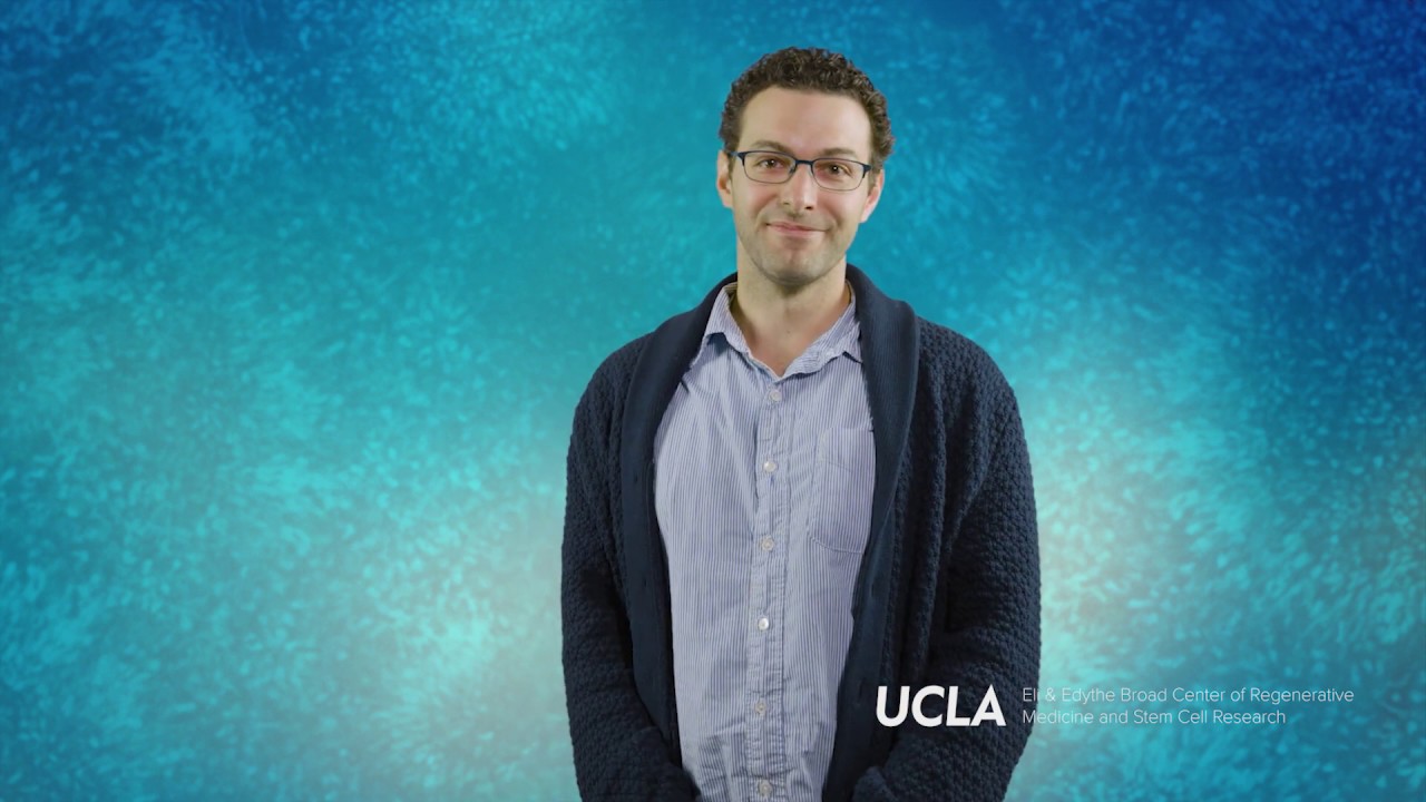 Making Muscle Cells Behave Like Satellite Stem Cells After Being ...