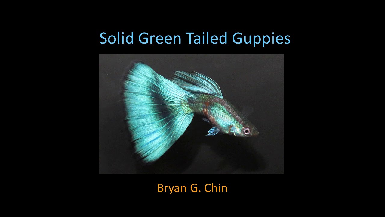 Breeding Solid Green Guppies - YouTube