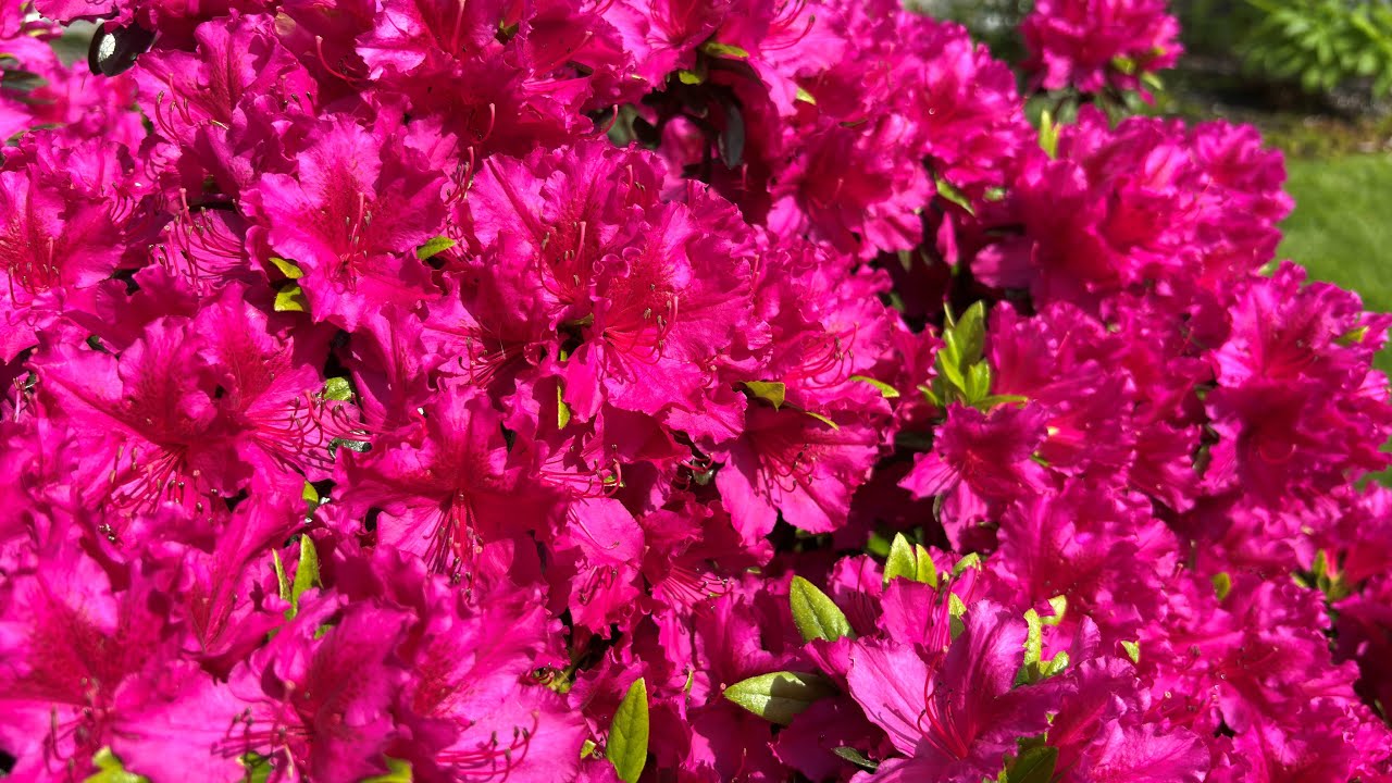 Azalea "Girard's Fuchsia" - In Blooms April 30, 2025 - YouTube