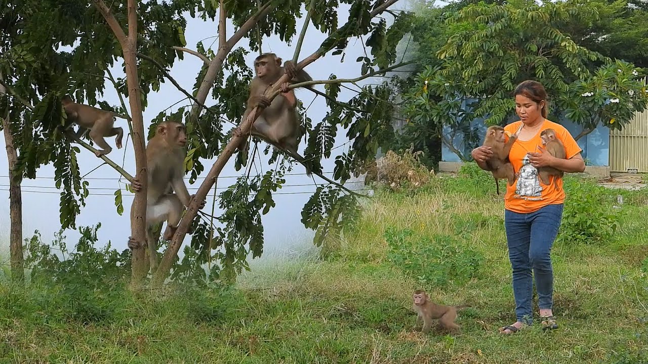 Little Jing And JiJi Climbing Tree With Kako Family - YouTube