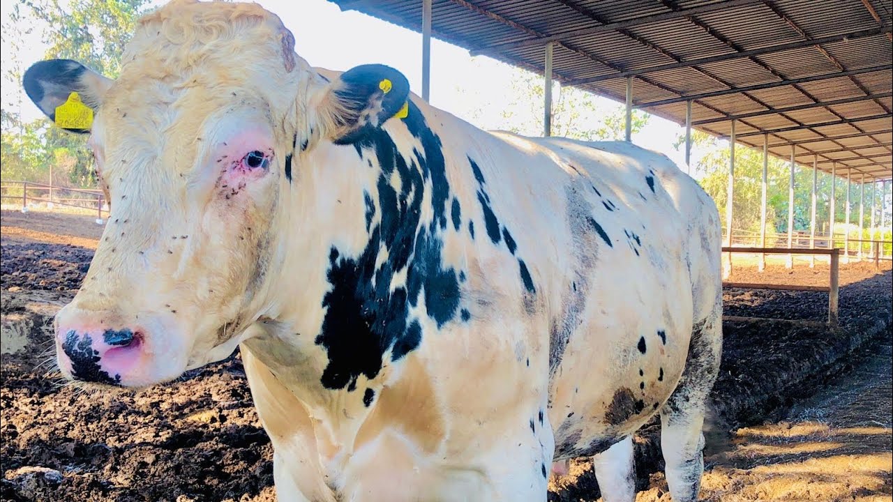 Powerfull Healthy Breeder in my dairy farm😯 //Turkish cow - YouTube
