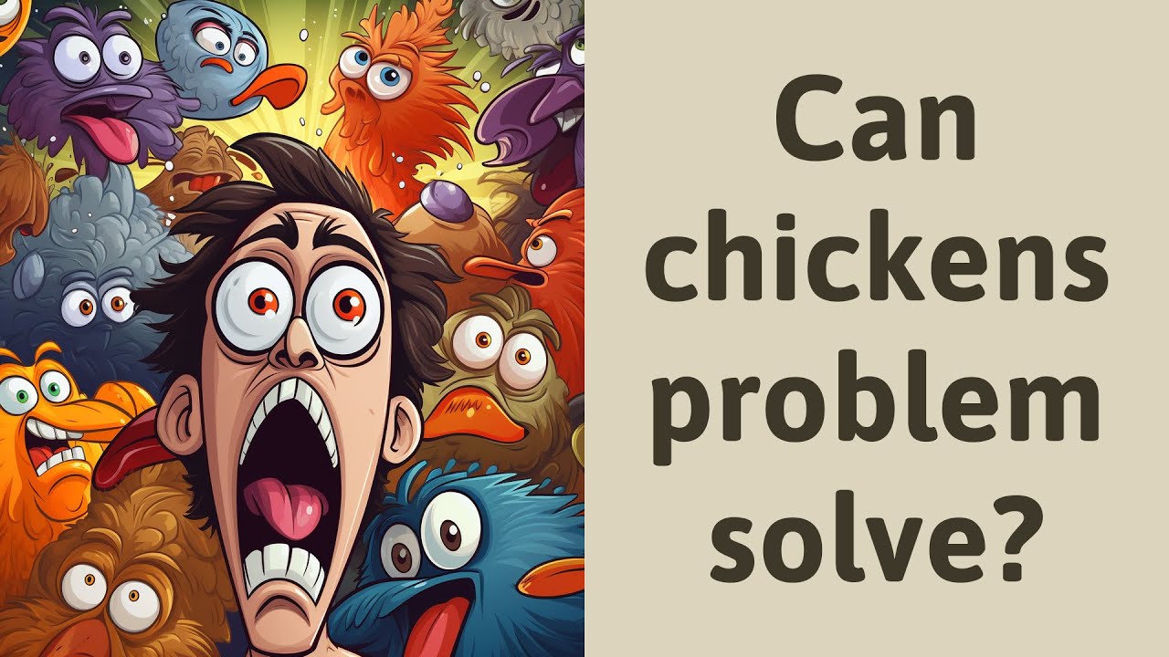 Can chickens problem solve? - YouTube