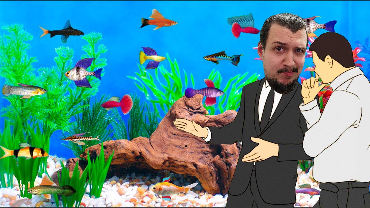 I'M OPENING A FISH SHOP | Fish Shop Simulator - YouTube