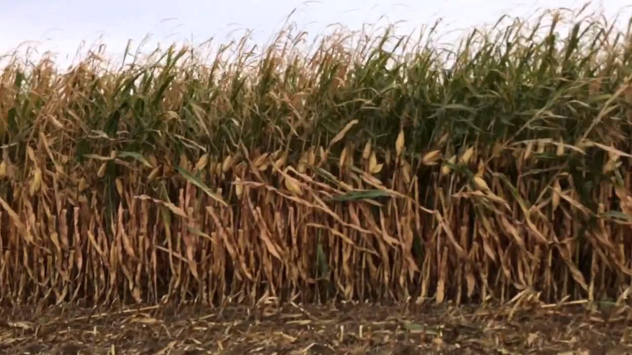 980s laying waste to corn - YouTube