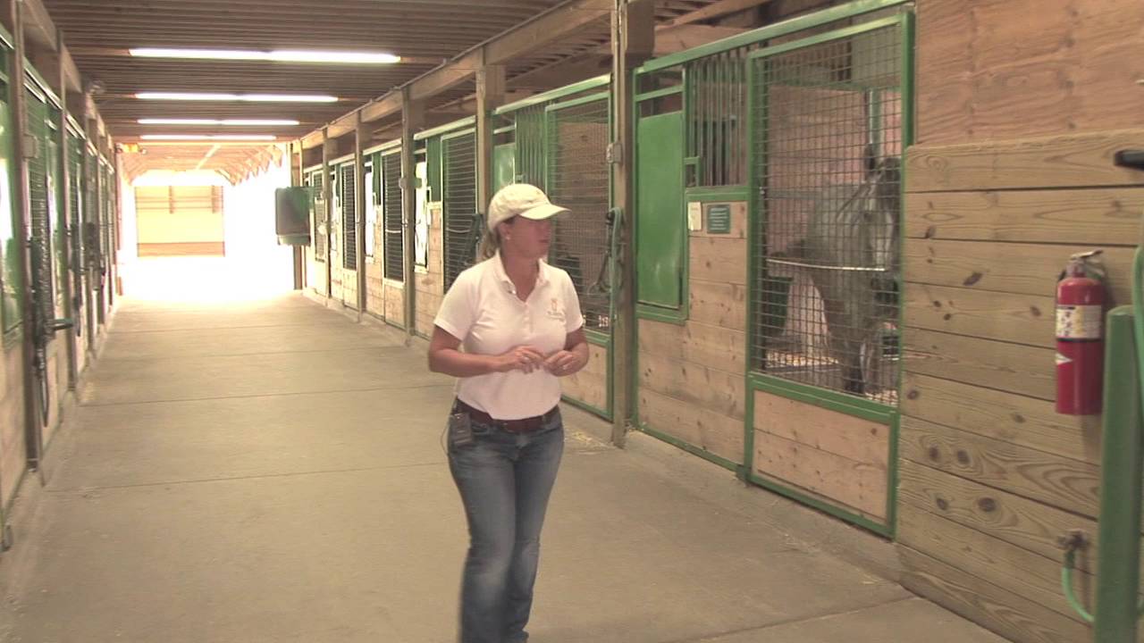 Horse Facilities: Barn Alleyway Design - YouTube