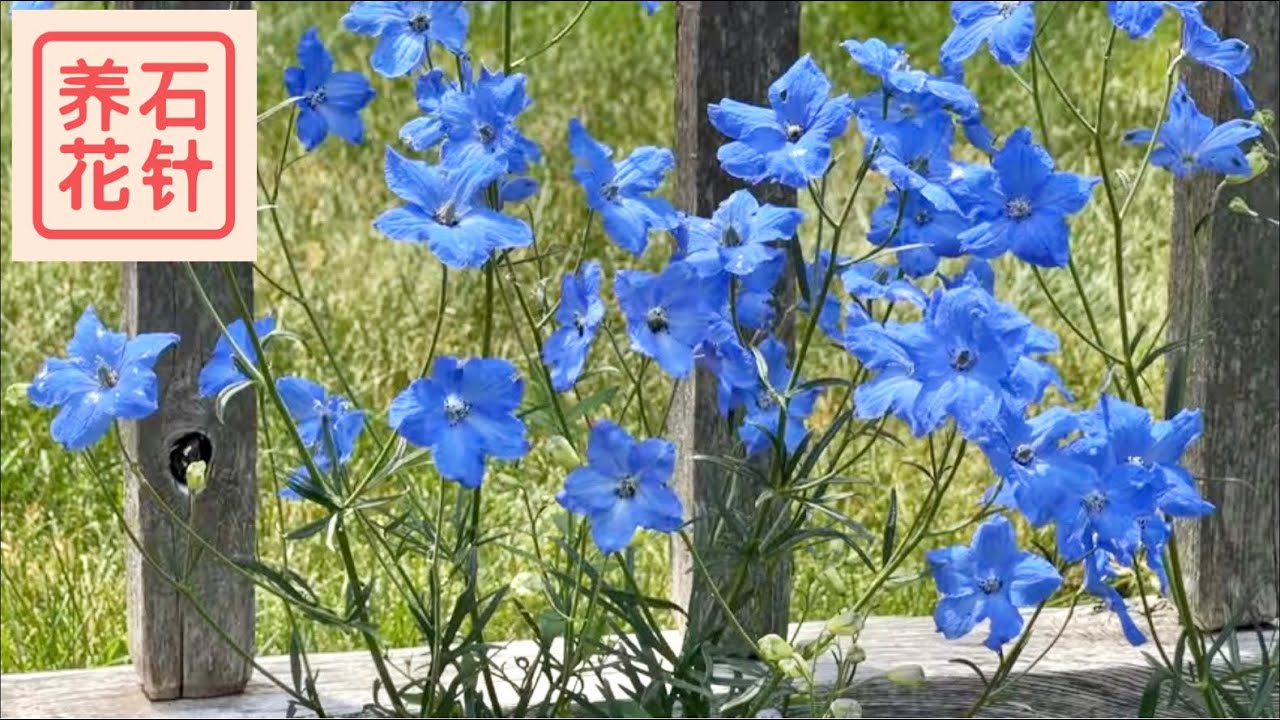 梦幻的蓝色小花 - 飞燕草 Delphinium grandiflorum Cheer Blue - YouTube