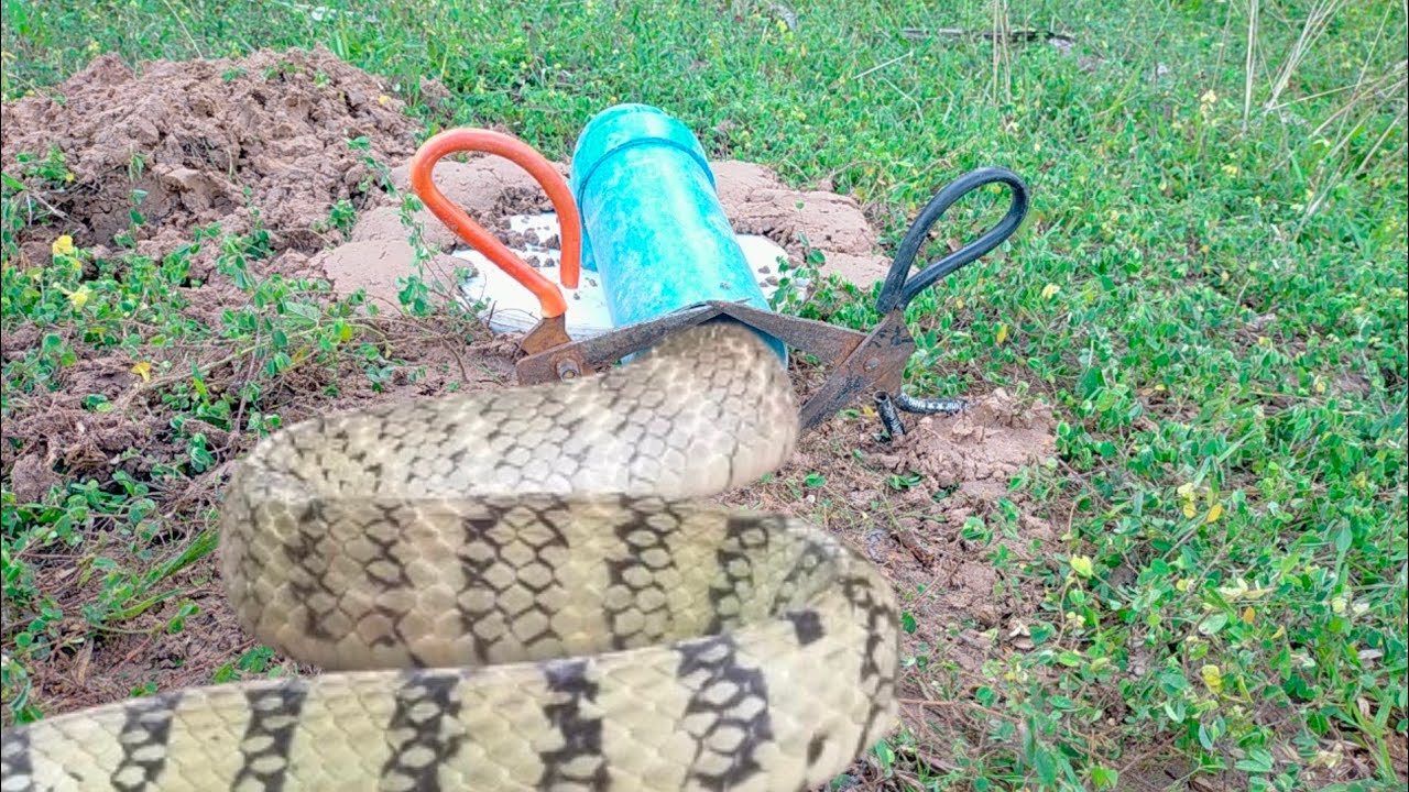 Trap underground snakes easily using deep holes, tank cover, inlet pipe ...