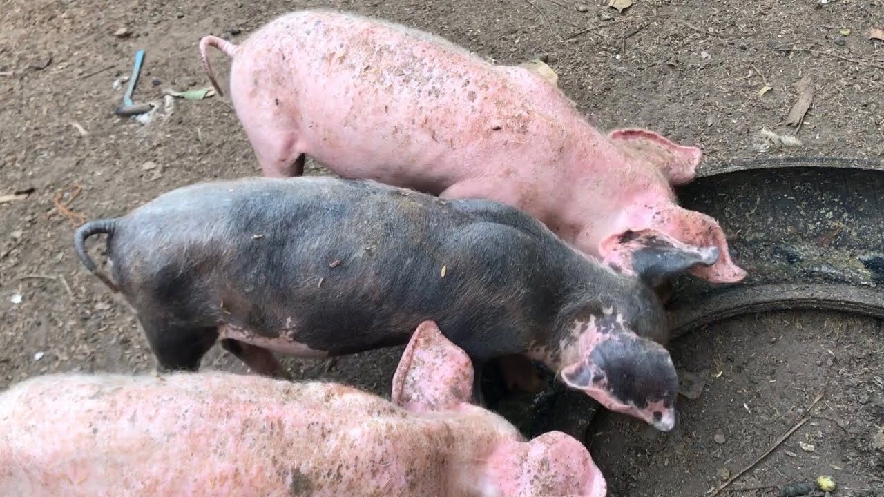 DAILY ACTIVITIES OF THE PIGS - YouTube