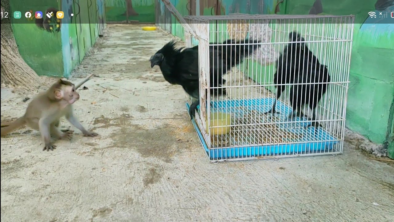 monkey vs chicken black - YouTube