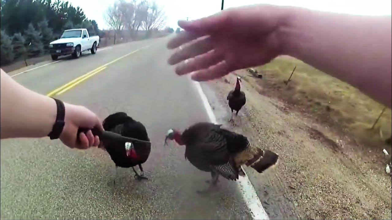 Police Officer has HILARIOUS Wild Turkey encounter - YouTube