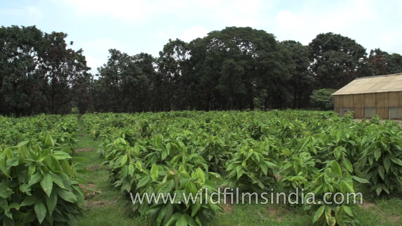 Flemingia macrophylla - farm for Lacquer insect cultivation in India ...