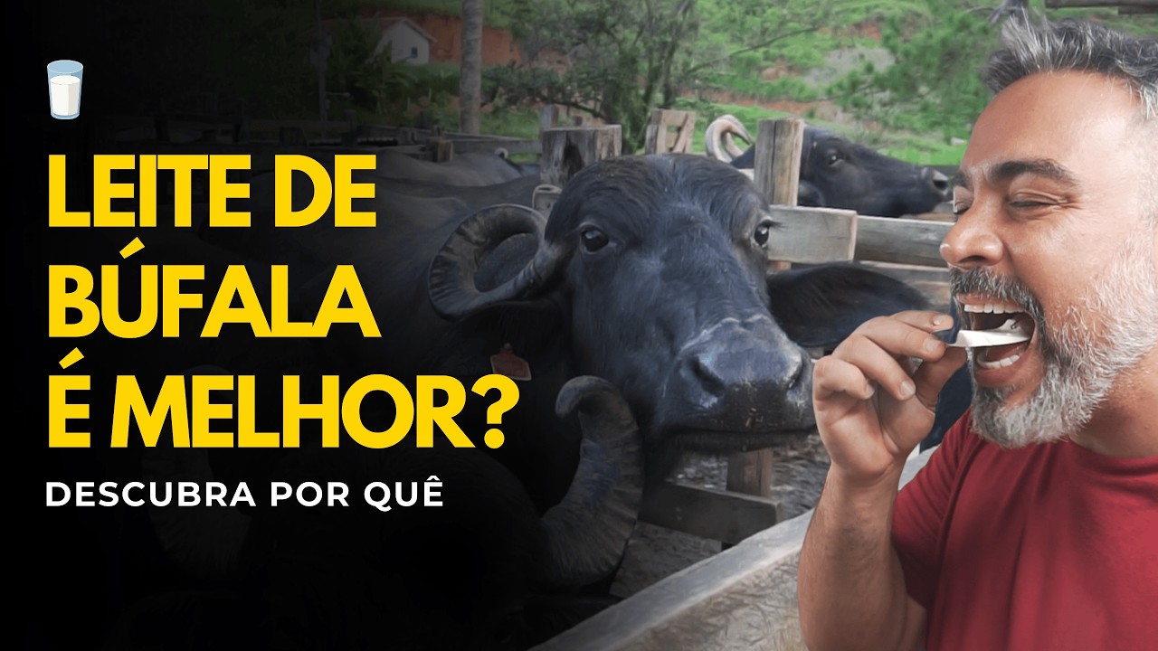 Os benefícios surpreendentes dos derivados do leite de búfala - YouTube