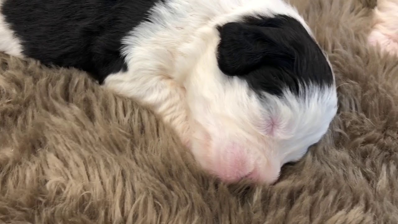 F1 Mini Sheepadoodle Puppies for Sale - Iowa Sheepadoodle Breeder - YouTube