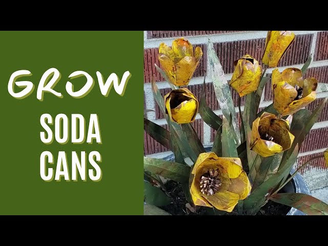 Soda Can Flowers For Yard How To Make An Aluminum Can Rosebush