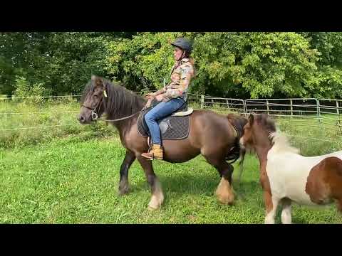 Horse Breaking, hopping on for the first time and doing Horse Training ...