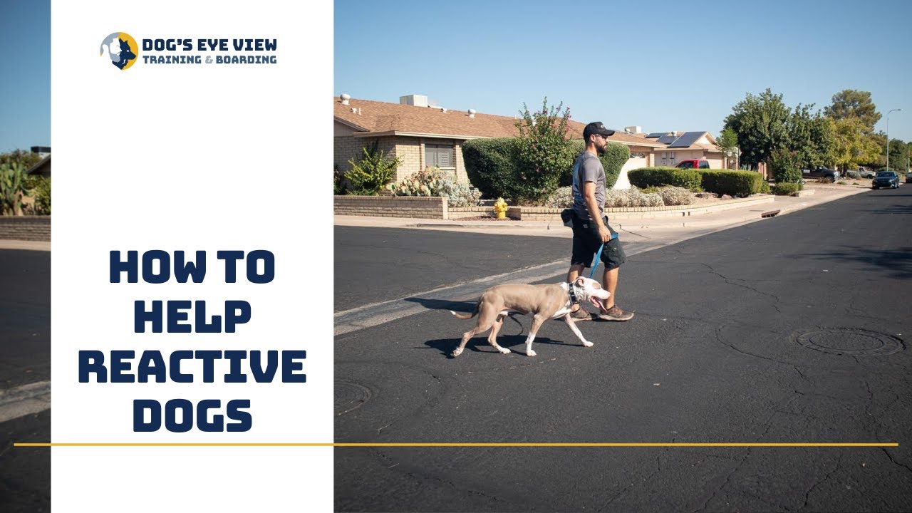 How to help reactive dogs - Working through reactivity with Buddy - Dog ...