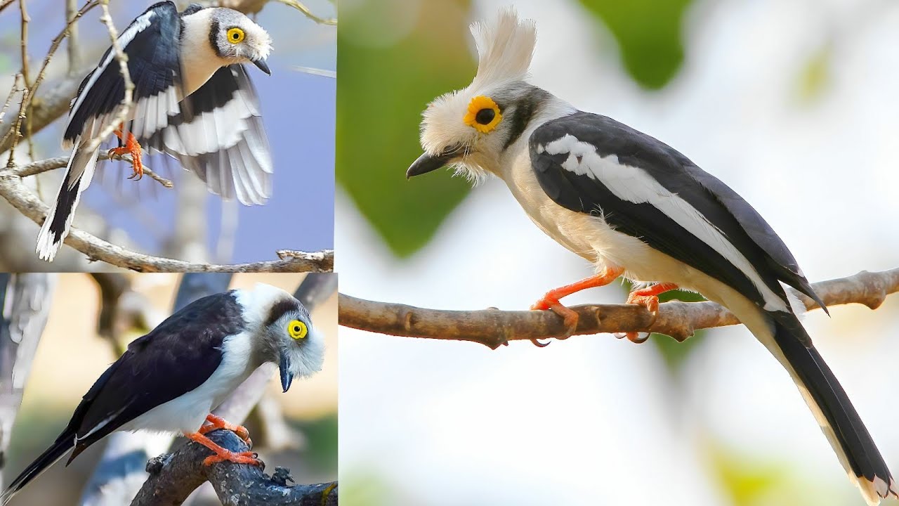 white-crested helmetshrike is a species of passerine bird in the Vanga ...