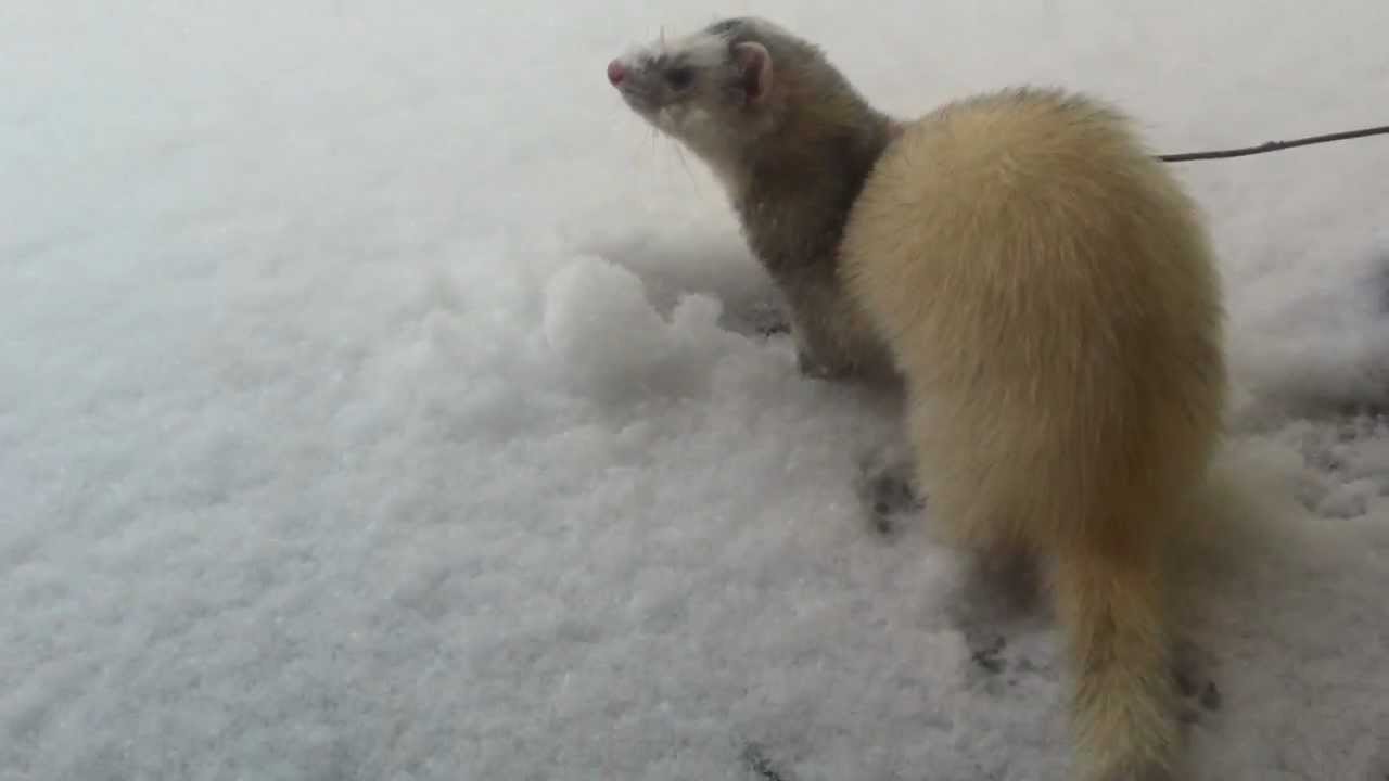 ferret in the snow - YouTube