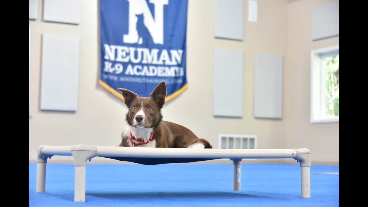 Freya (Border Collie) Boot Camp Dog Training Video Demonstration - YouTube