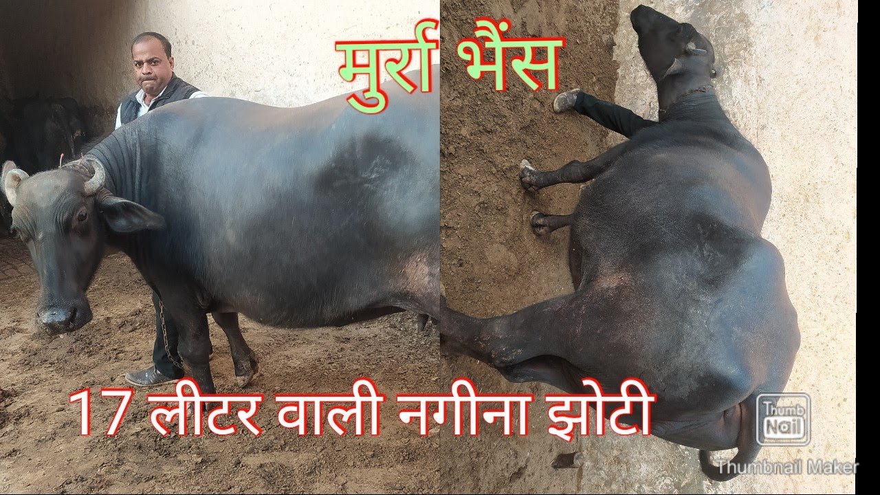 Murra buffalow || अच्छी दुध वाली भैस || Murra bhesh || Haryana nasl ...