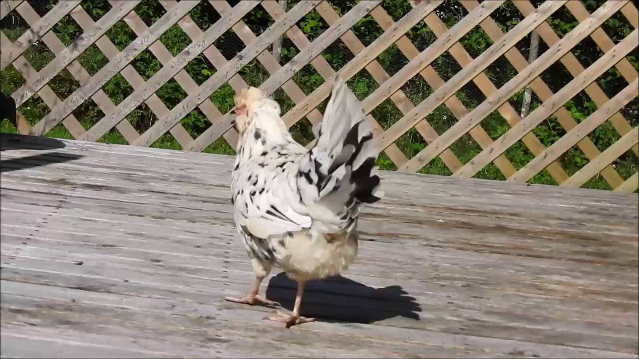 Female chicken crows like a rooster - YouTube