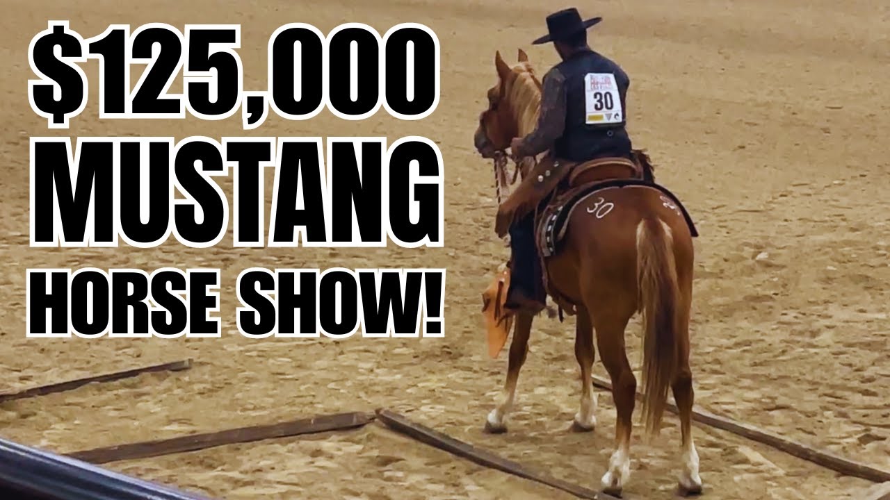 Horse show for Mustangs only! ~Mustang Champions Challenge 2024 EP2 ...
