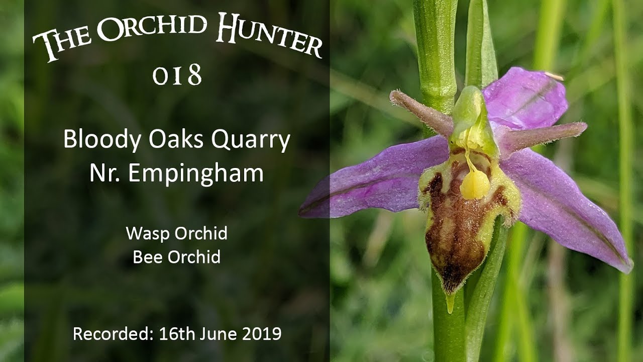 Orchid Hunter - 018 - Bloody Oaks Quarry (Jun 2019) - YouTube