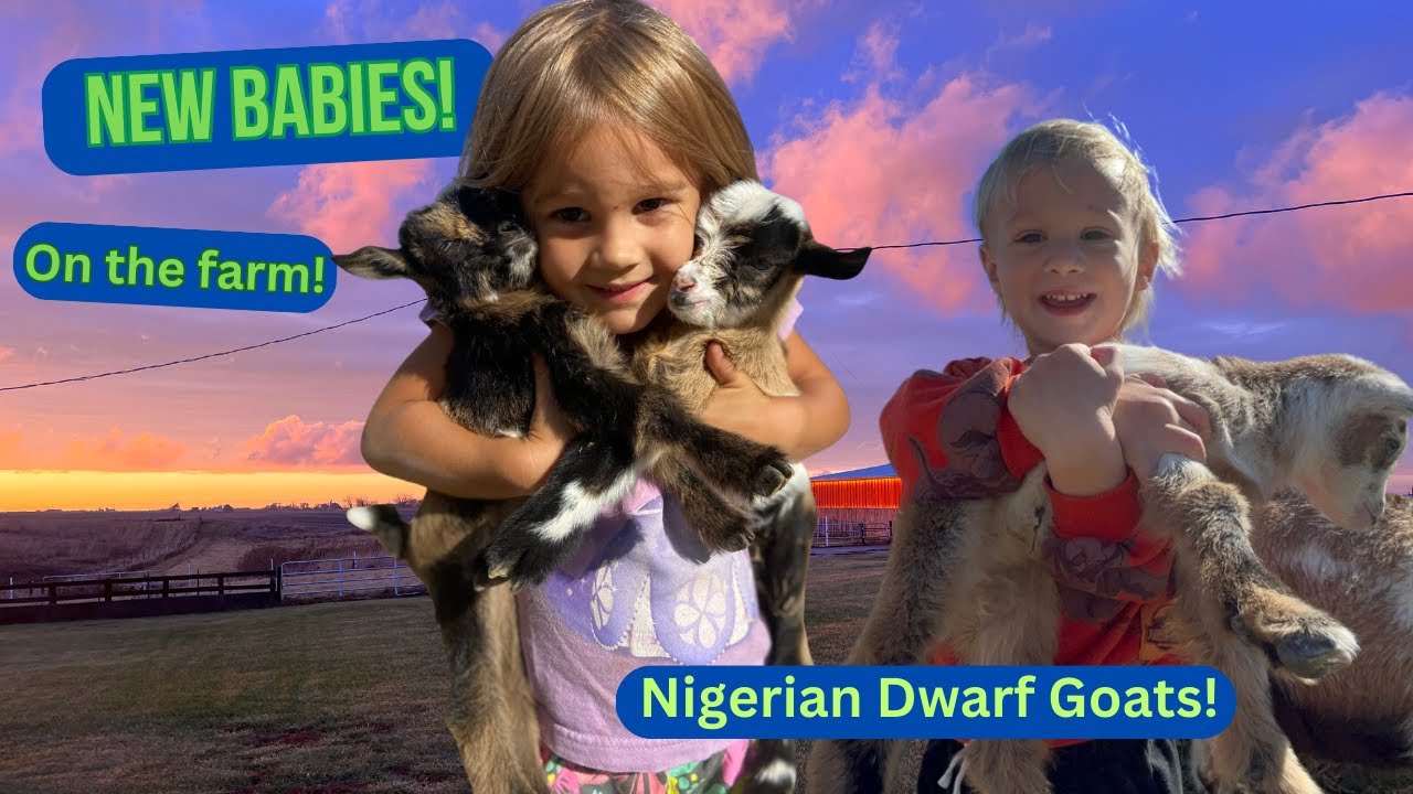 See our new baby goats explore the outdoors for the first time! So cute ...