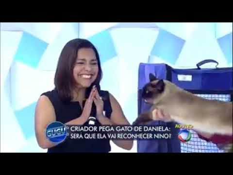 Gato manso - YouTube