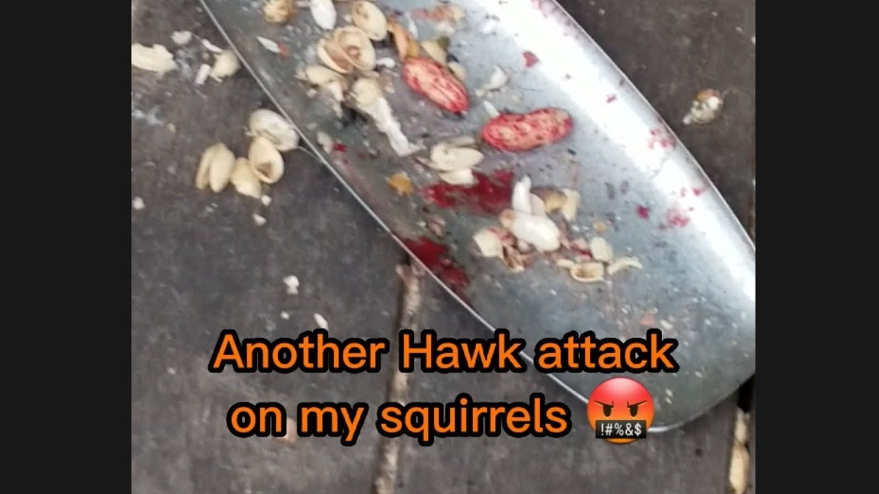 Another Hawk attack on my poor squirrels. 😡🤬 - YouTube