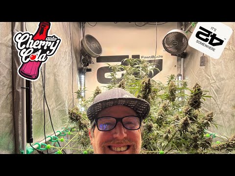 Fast Buds Cherry Cola neue Lampe Hortispectra QBLE 300 - YouTube