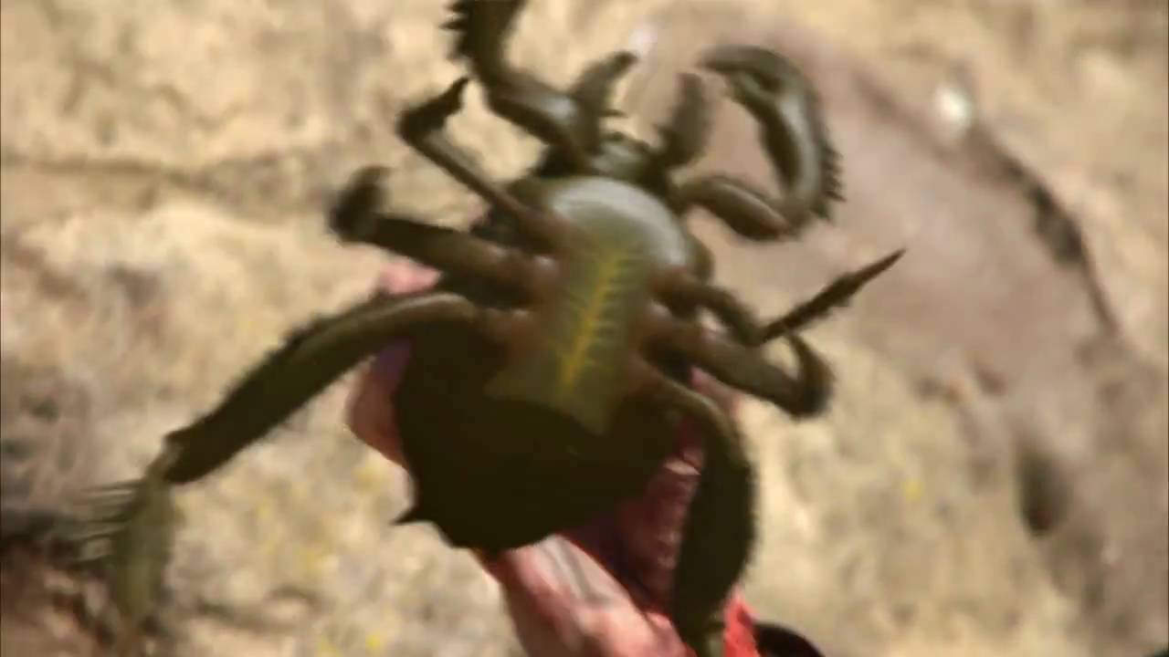 CGI Bug test in HD - YouTube