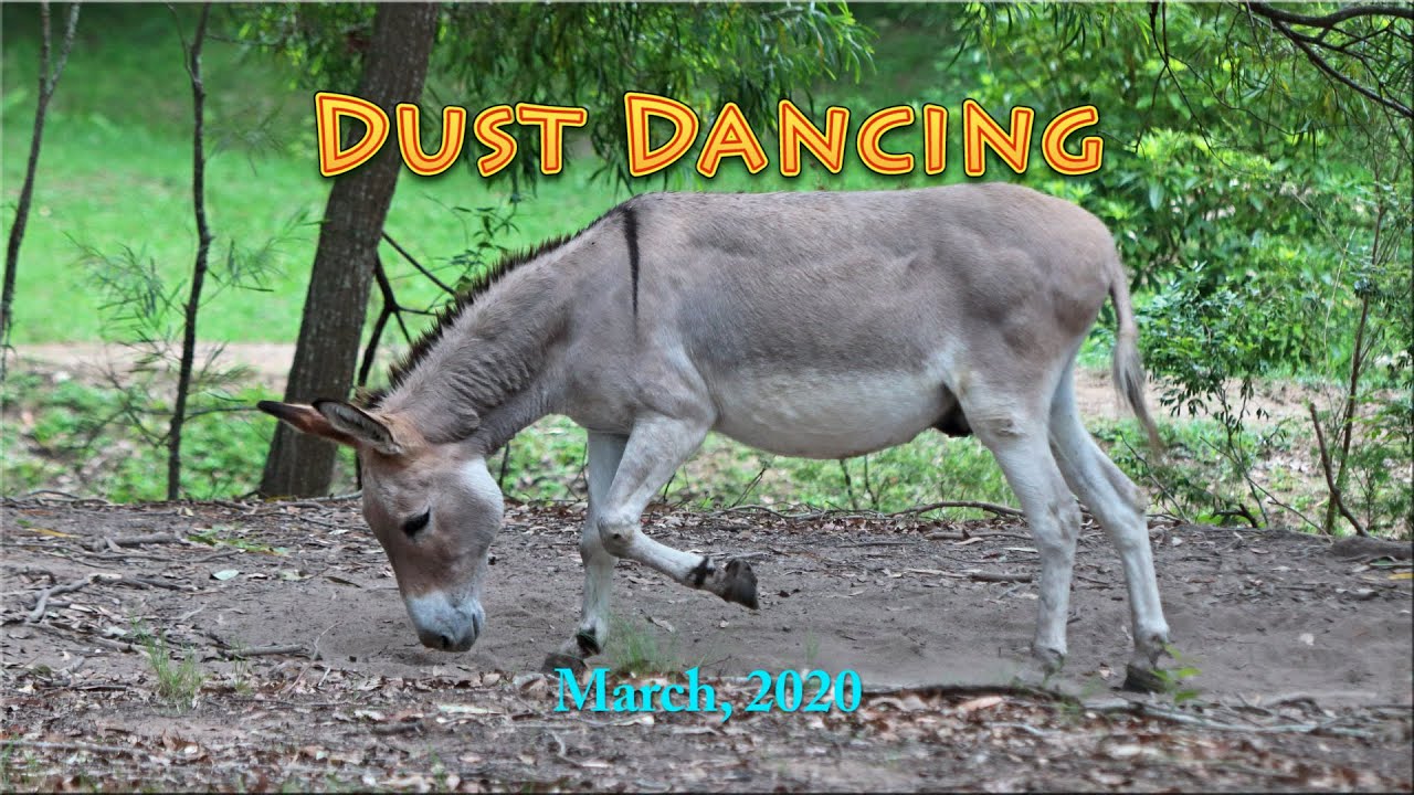Dust Dancing - March 2020 (3 Min) - YouTube