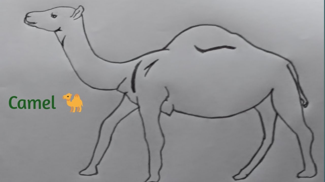 How to draw a camel for kids|easy camel drawing| - YouTube