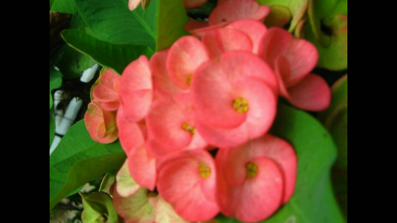 Flowers of Mindanao - YouTube