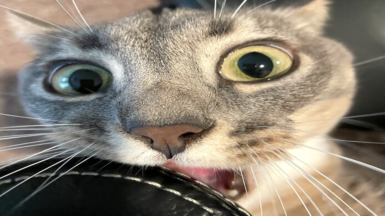 Funny Animal Videos 2022 😂 - Funniest Cats And Dogs Video 😺😍 - YouTube