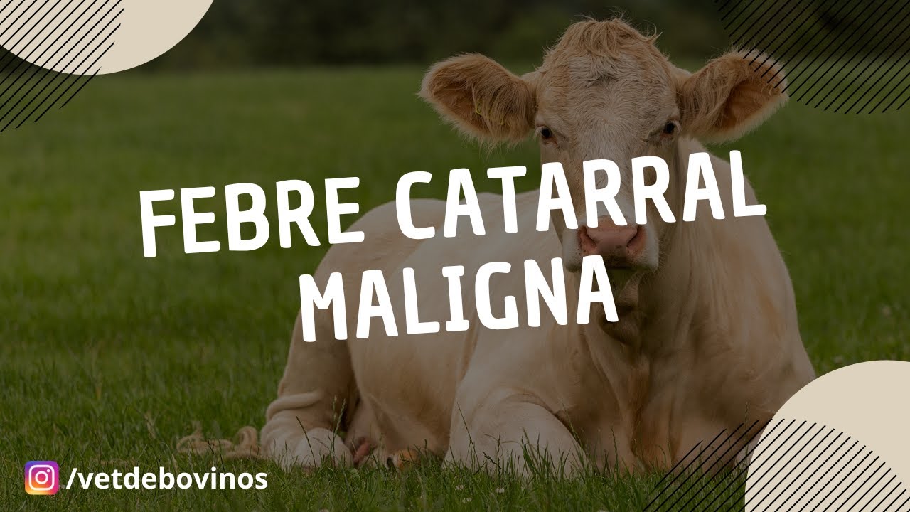 Febre Catarral Maligna #041 - YouTube