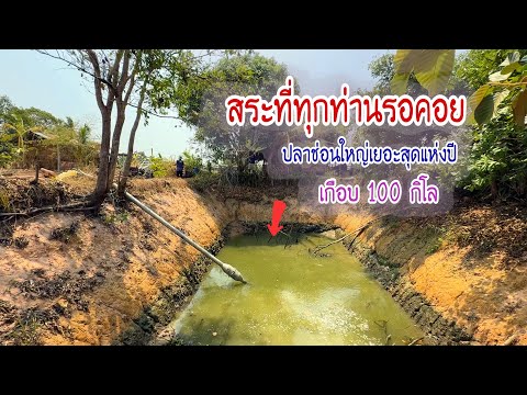 มาแล้วสระที่ทุกท่านรอคอย !! สูบสระพ่อวิรัตน์ปลาช่อนใหญ่เยอะสุดแห่งปี ใครเห็นเป็นต้องร้อง