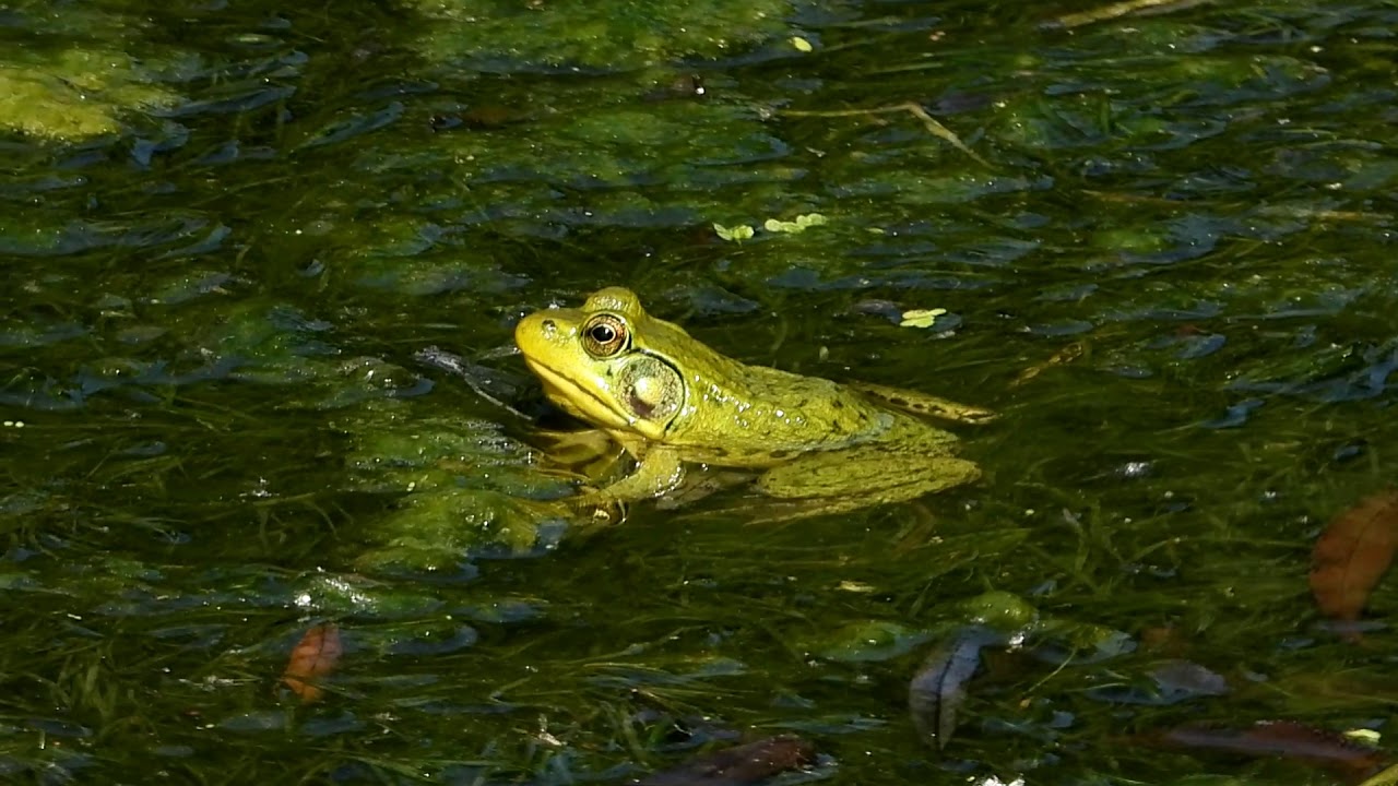 Green Frog Eats Dragonfly - YouTube