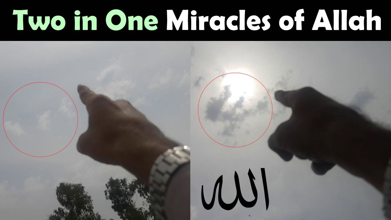 Miracles Of Allah Tree