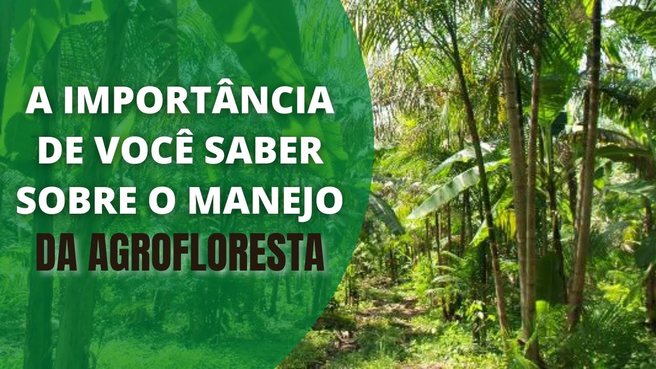 A importância de você saber sobre o manejo da agrofloresta - YouTube