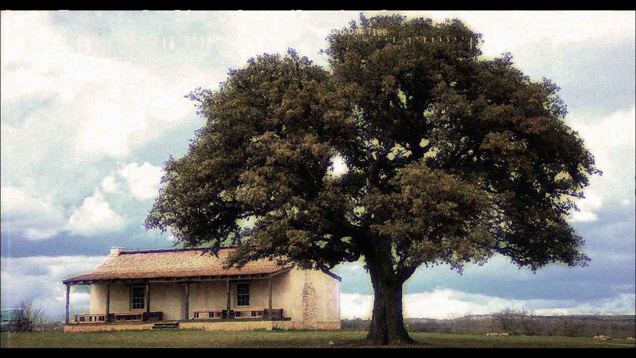 The Old Oak Tree | Slow Life (Album) | Country Song - YouTube