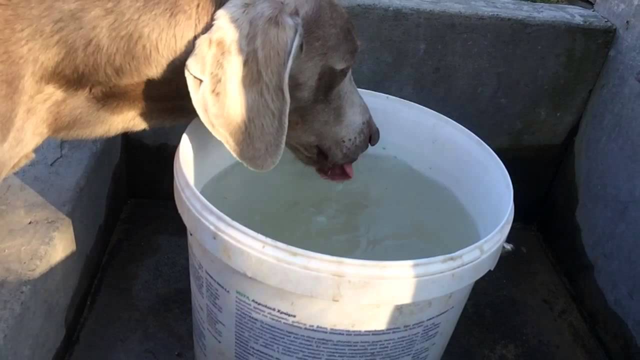 Rogor svamen dzaglebi wyals - YouTube