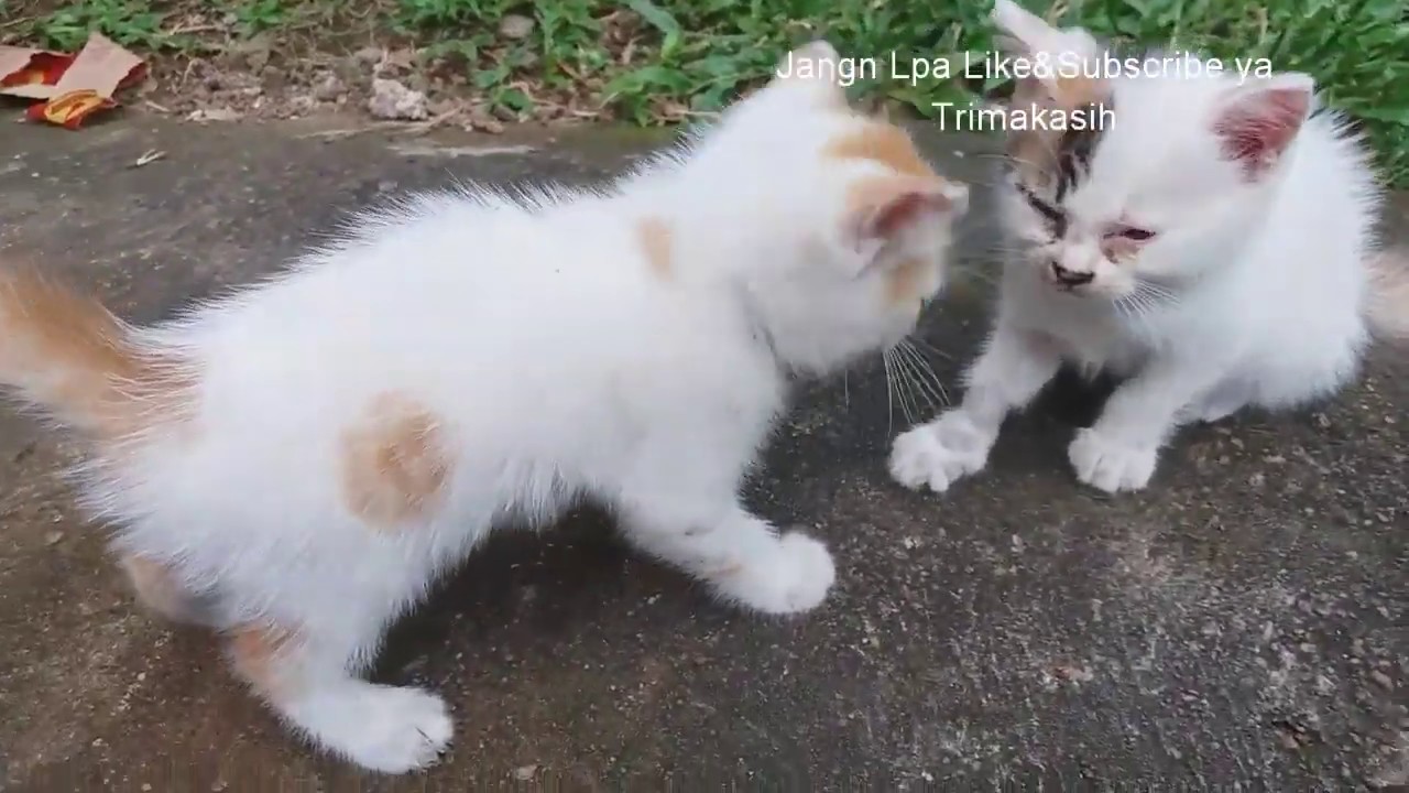 KUCING PUTIH LUCU-LUCU..😍 - YouTube