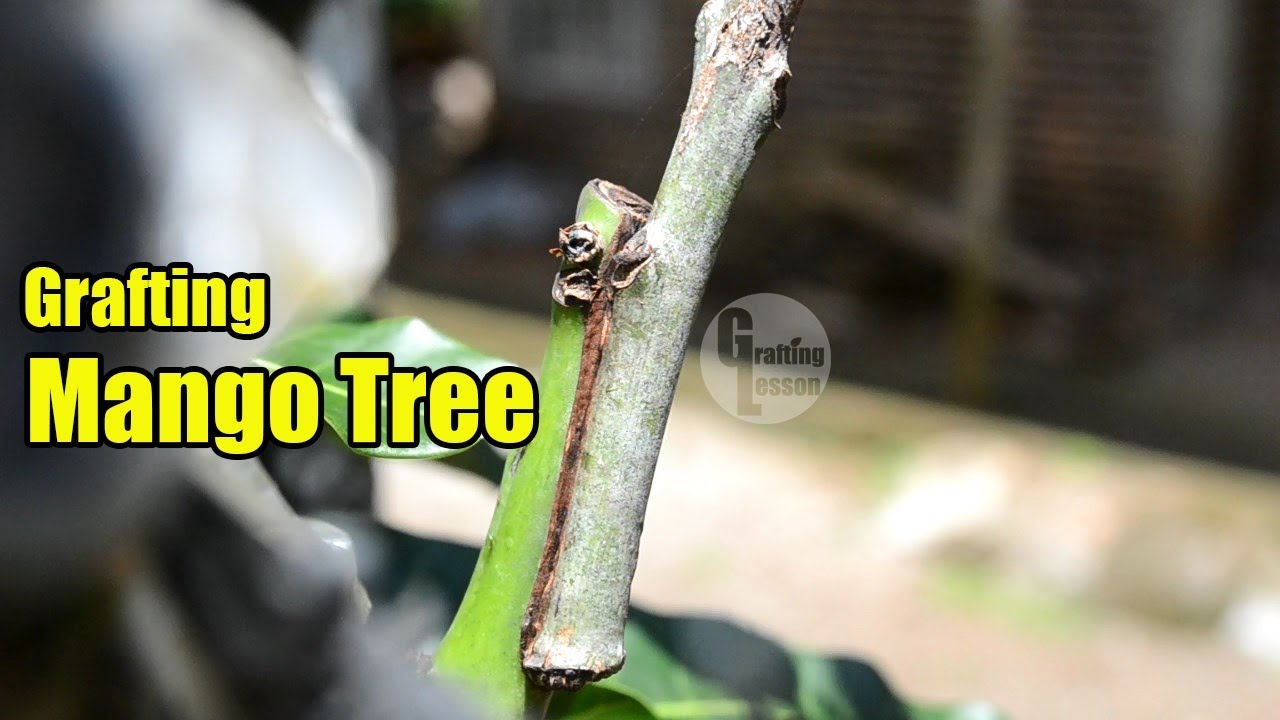 How To Grafting Mango Tree by Grafting Lesson - YouTube