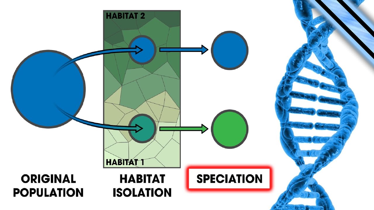 Creationism Debunked: "Evolution & Speciation Has Never Been Observed ...