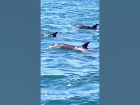 Amazing Dolphins Dance Ocean Sounds So Relaxing Drifting Music 🐬 - YouTube