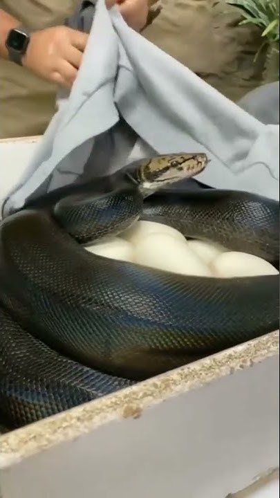 aggressive mother python 🤨 snake 🐍 - YouTube