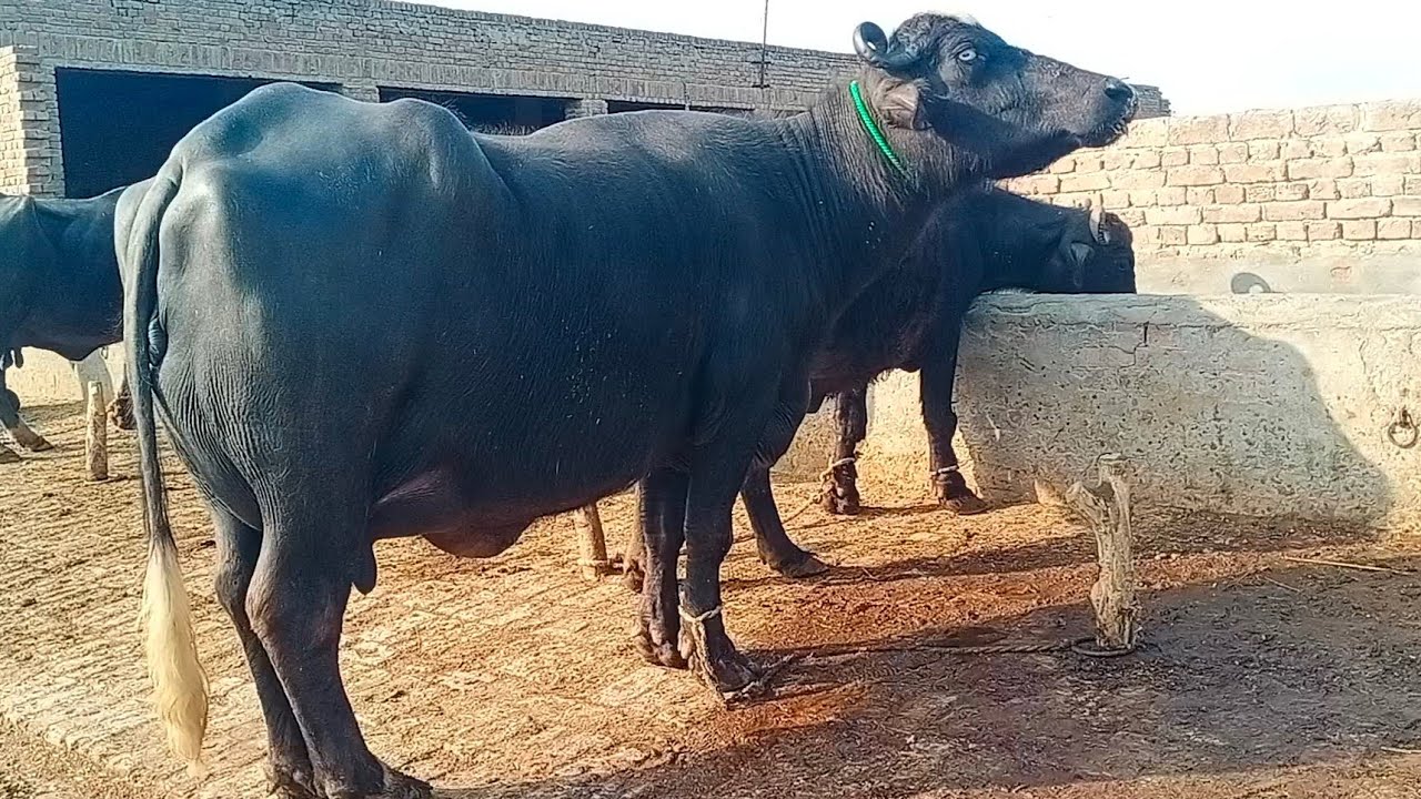 Pure Neli Ravi Buffalo Pakpattan punjab TV - YouTube